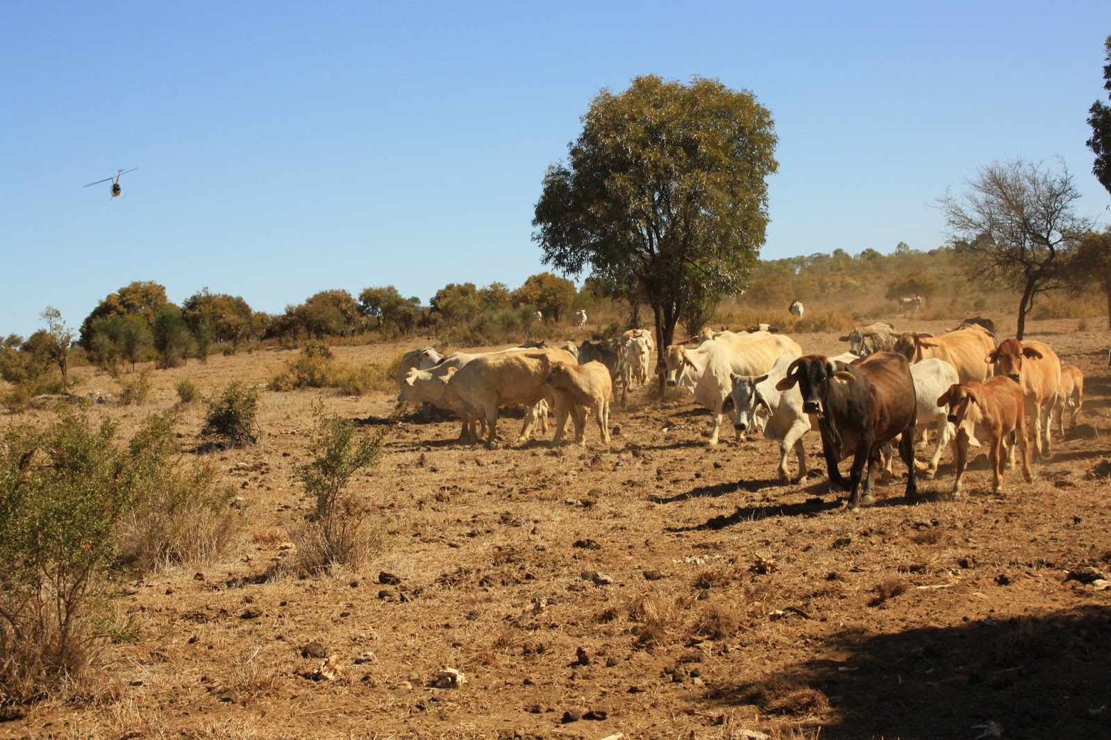 Australia: Outback farming photos