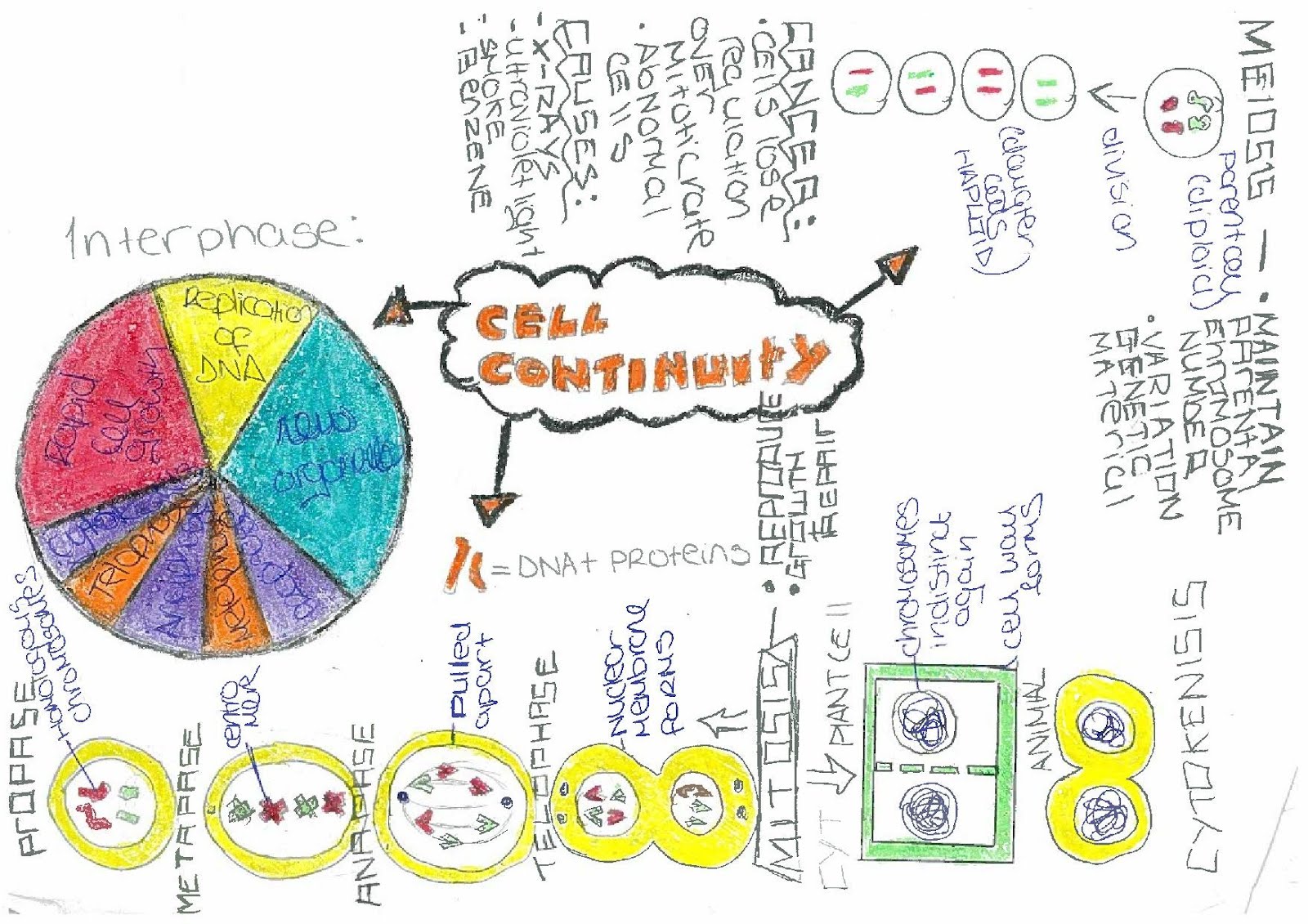 Magh Sci: Mind Maps - Cell Continuity