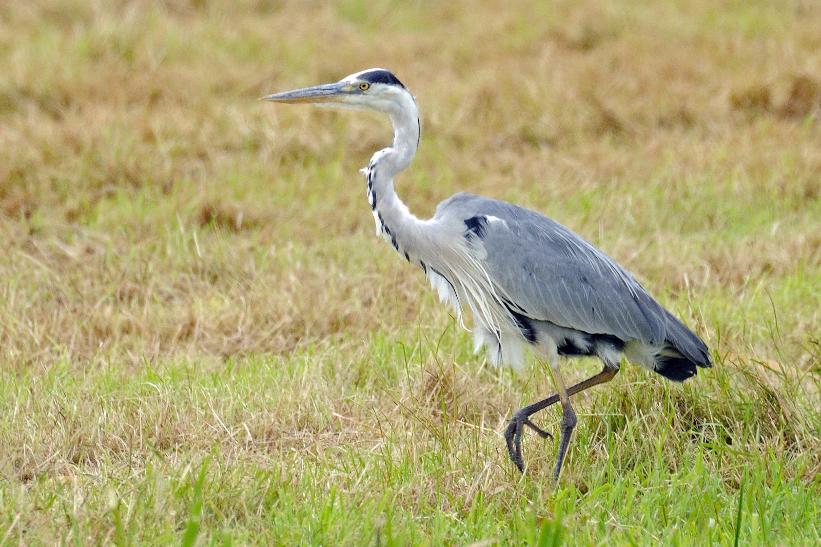De Ontdekking van het Licht: Blauwe Reiger