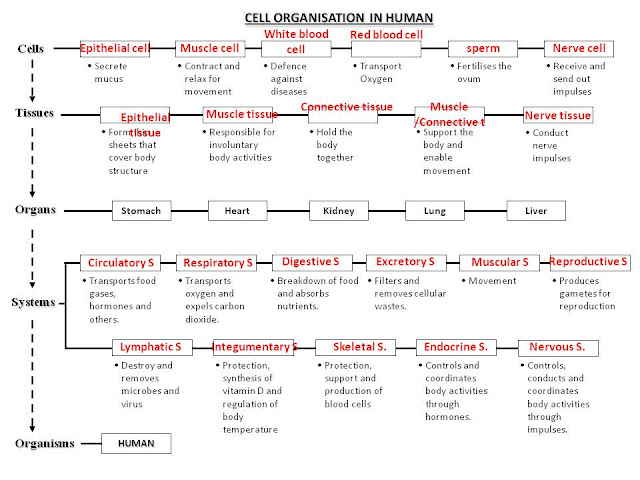 MY BIOLOGY SITE: Form 4