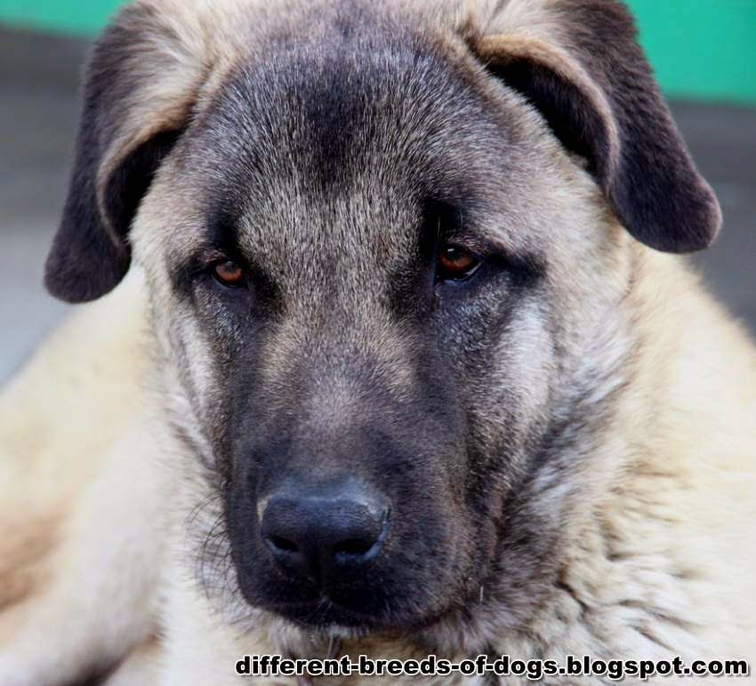 What are the different breeds of dogs?: Afghan Shepherd