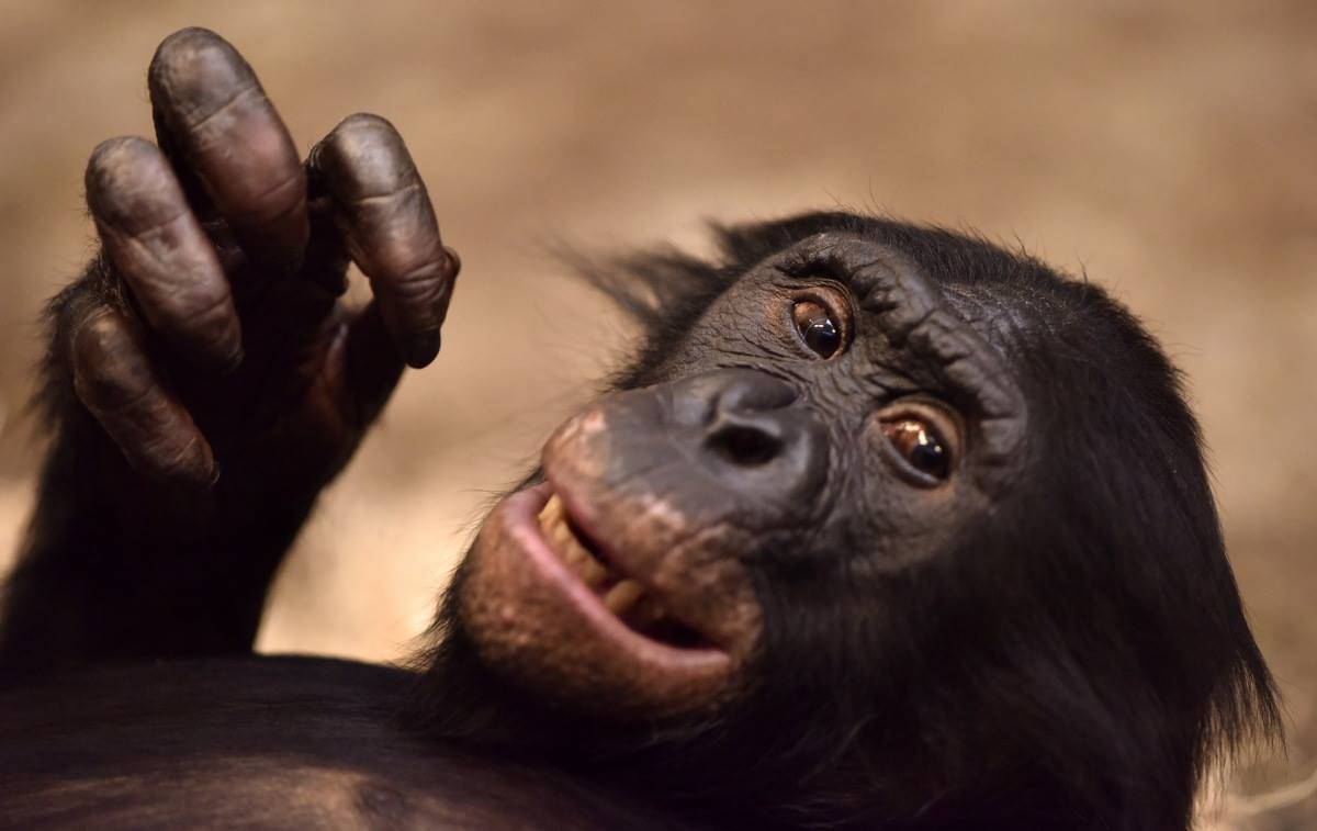 GRANDES SIMIOS PATRIMONIOS VIVOS DE LA HUMANIDAD: LA PRENSA ARGENTINA ...