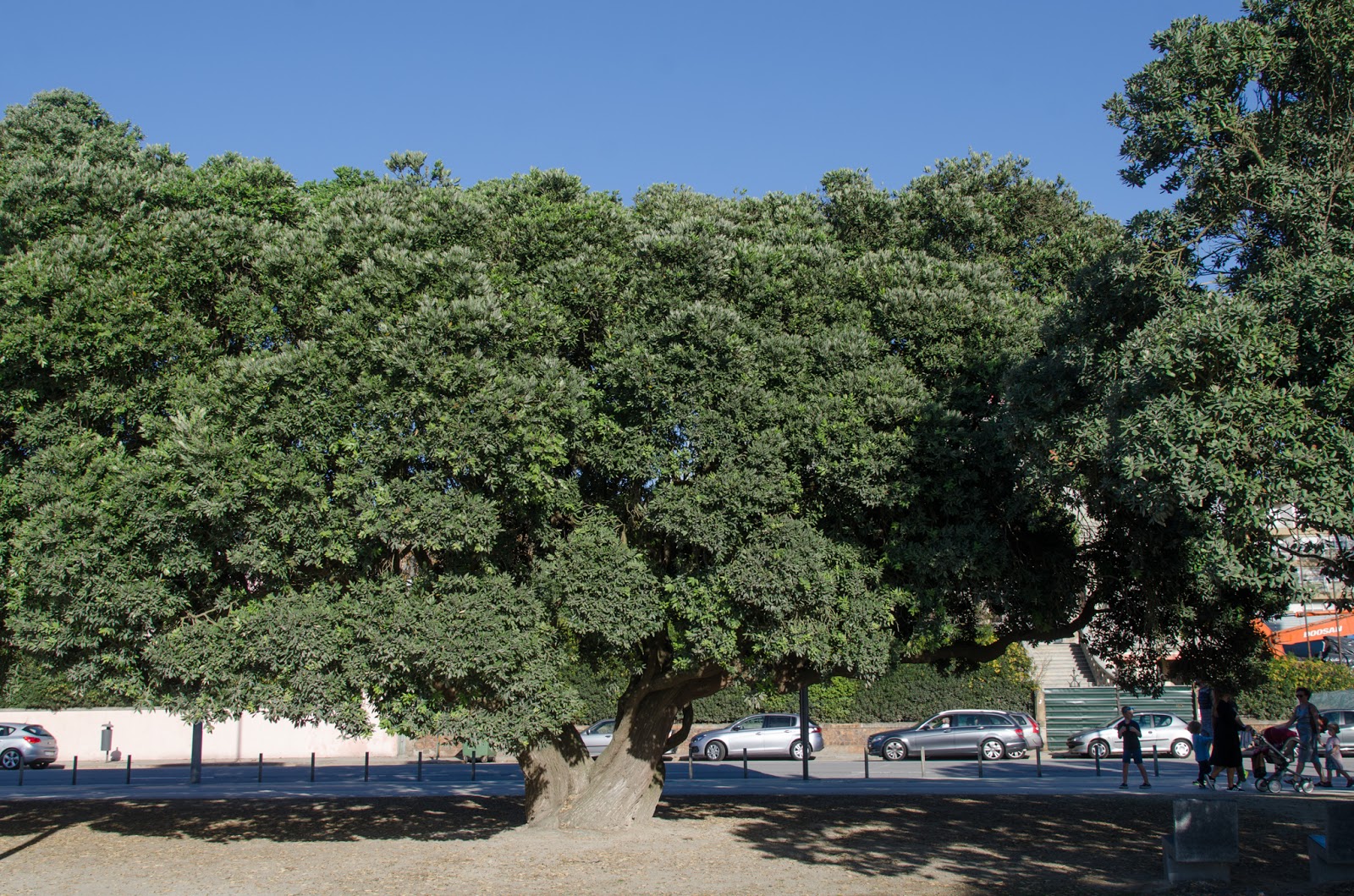 Metrosideros excelsa