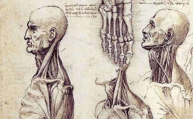 El Rincón de Galeno : 1. Anatomía y sus generalidades