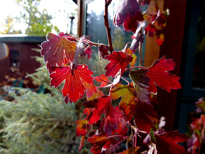 Colorado Mountain Gardener: How to Get Red Fall Color in Your Mountain ...