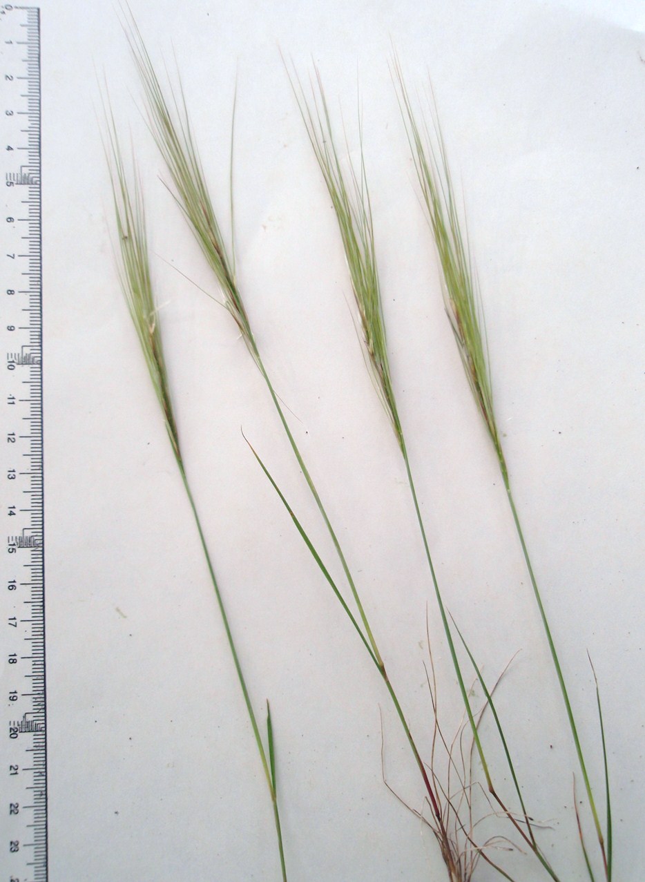 HERBARIO VIRTUAL DE BANYERES DE MARIOLA Y ALICANTE: Stipa capensis ...