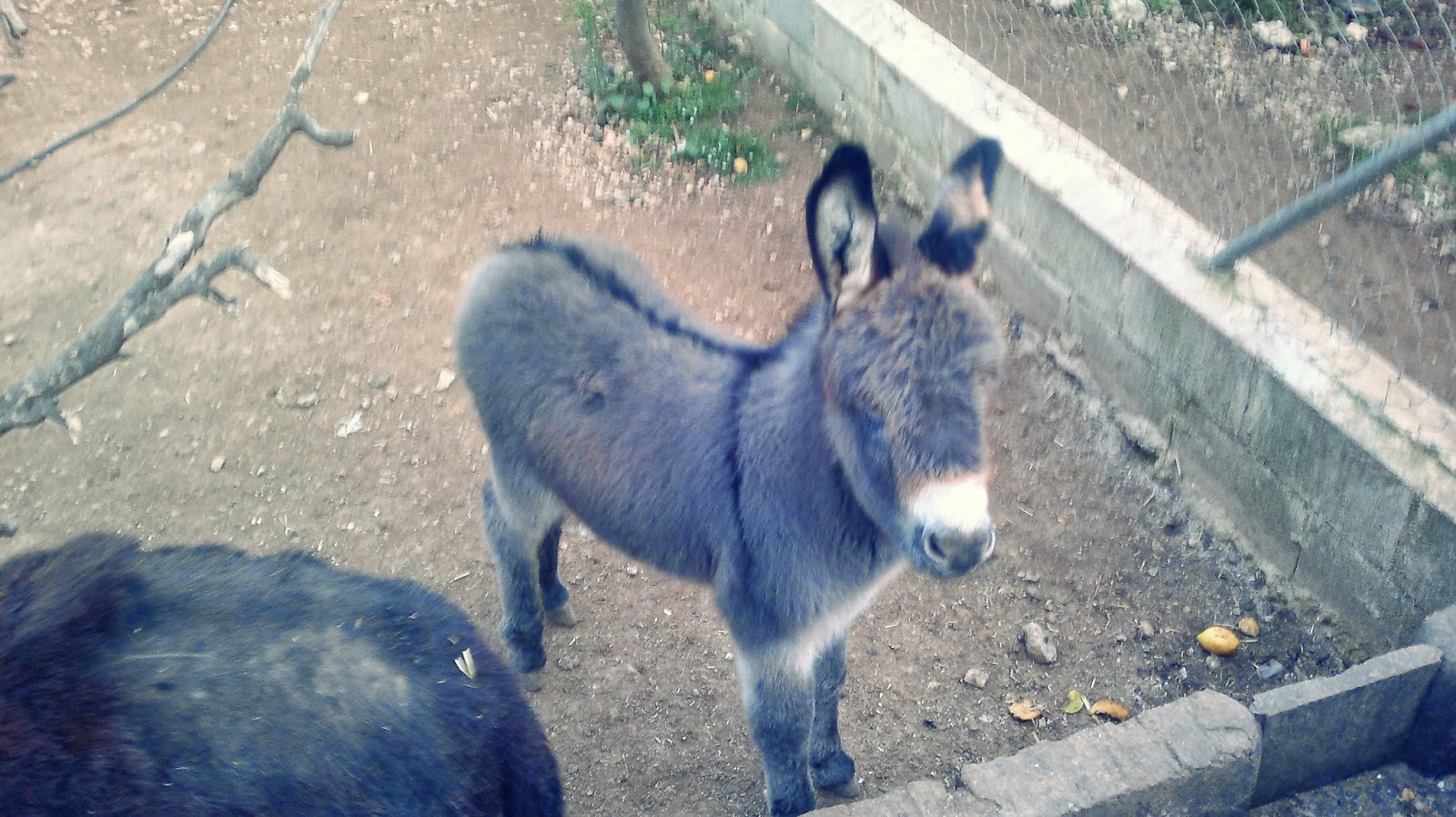 Dejando huella: El burro