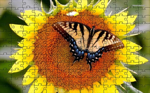 Butterfly on sunflower | Puzzle Games