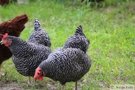 Our Acreage Adventure: The Novice's Guide to Preparing for Chickens