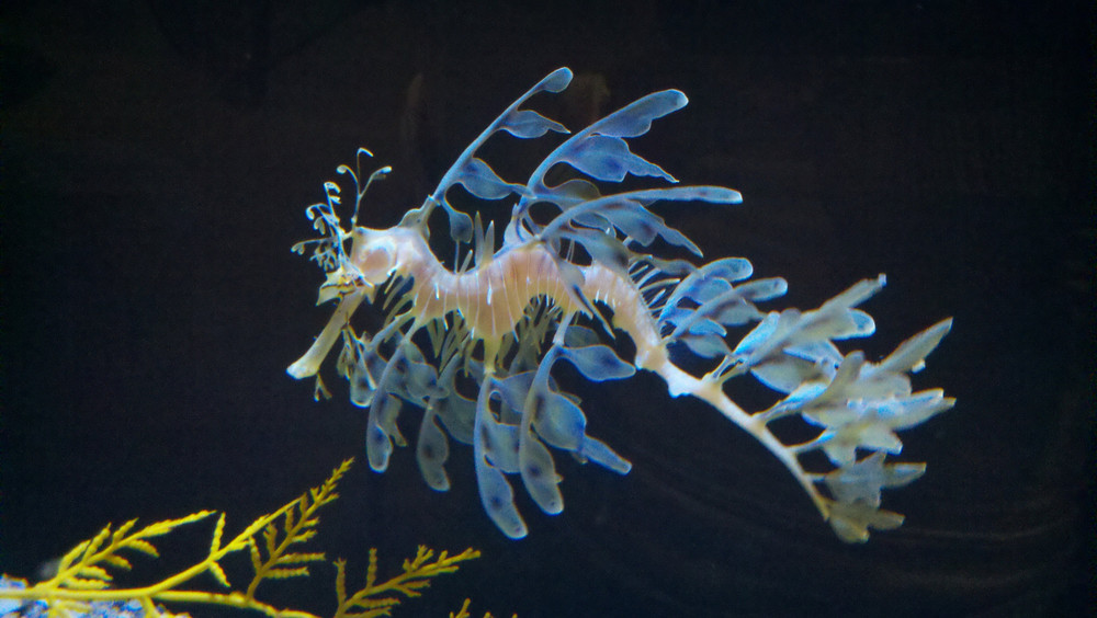 Males Give Birth - Sea Dragon