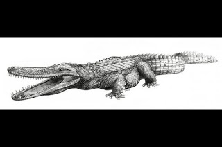 7 Jenis Buaya Purba Yang Hidup Pada Jaman Dinosaurus ~ Unik Pos