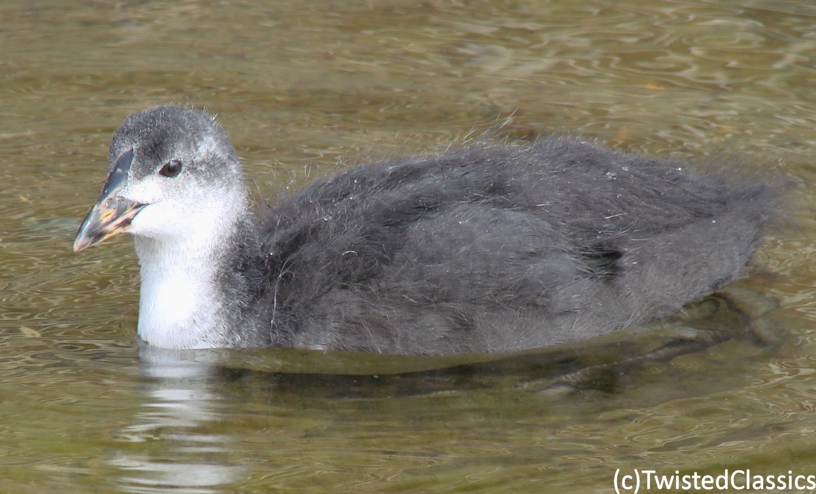 Birds and wildlife: Large young Coots waiting to be fed
