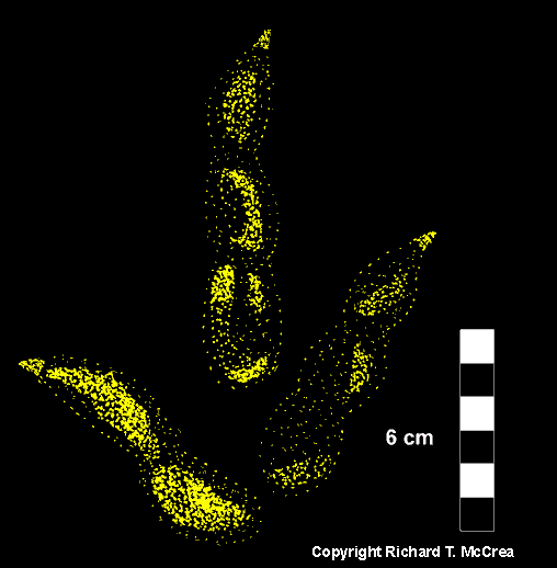 Prehistoric Pub: Help Us Fund Summer Dinosaur Track Research!