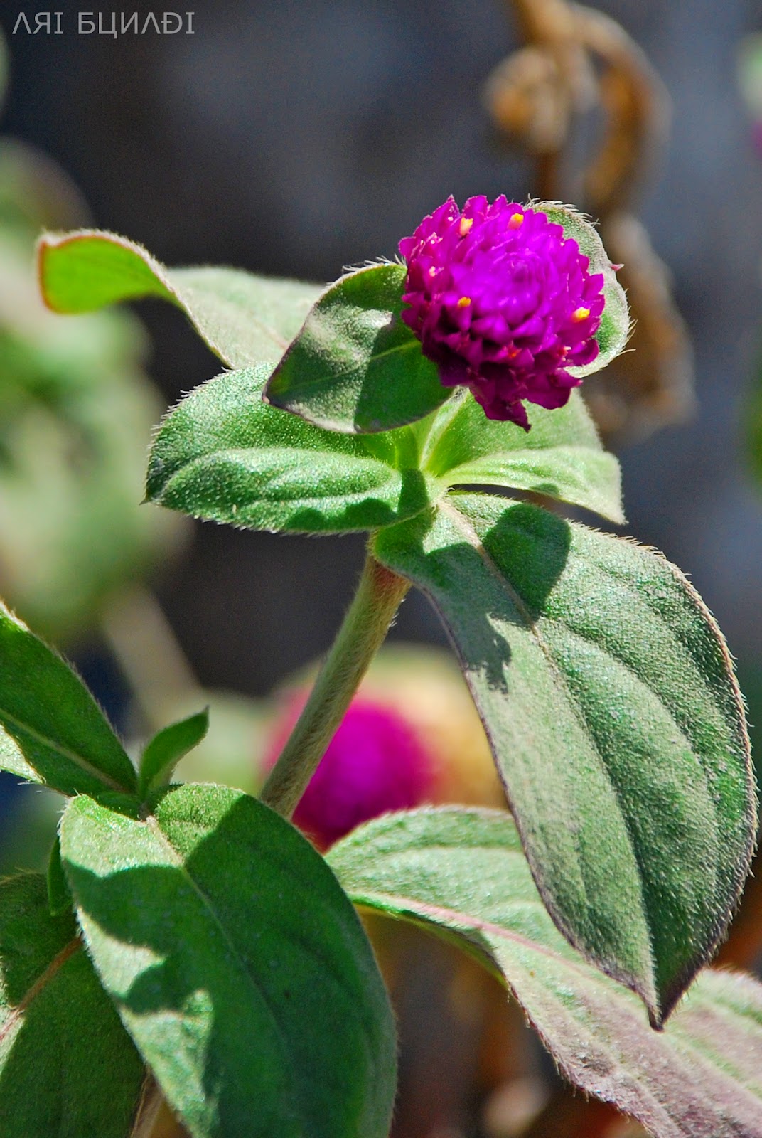 Bali Stashh...: Bali Fields Forevah (Lekad: Teba, Insight: Dura Negara)