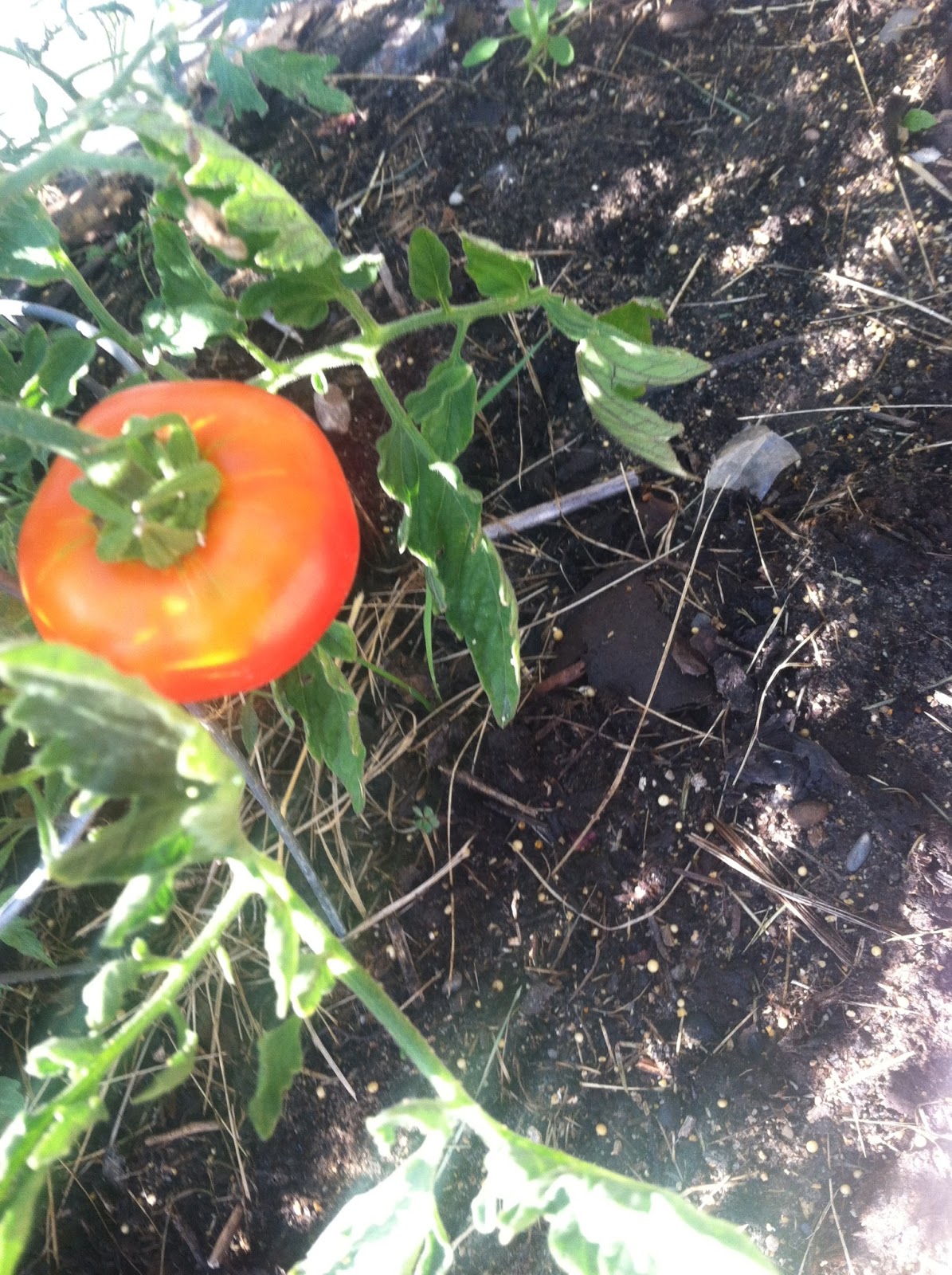 Beth Sexton Realtor in Southwestern Michigan