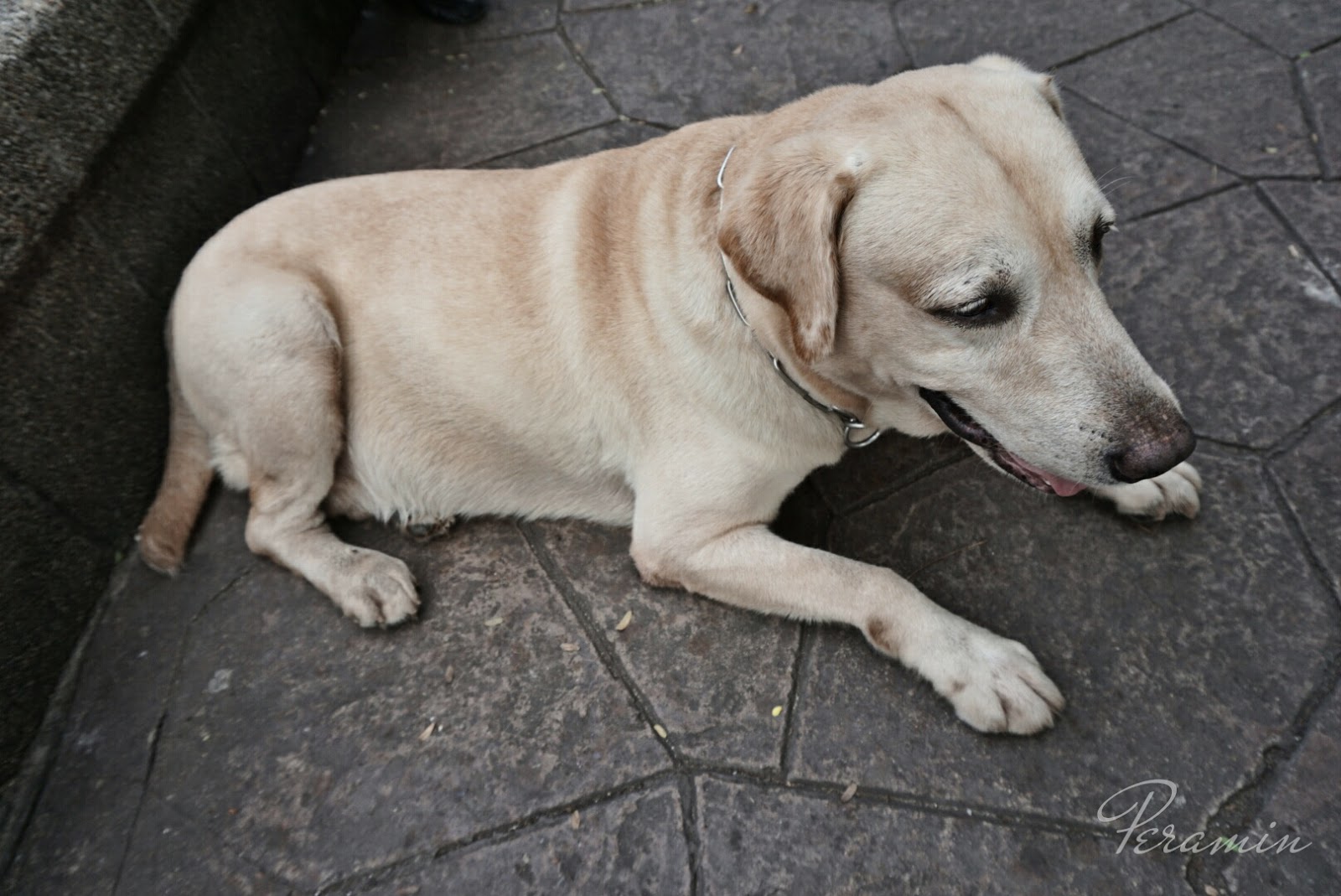 สุนัขตำรวจ K9: ขวัญใจผู้คน "สุนัขตำรวจK9" ตรวจตรารอบสนามหลวง