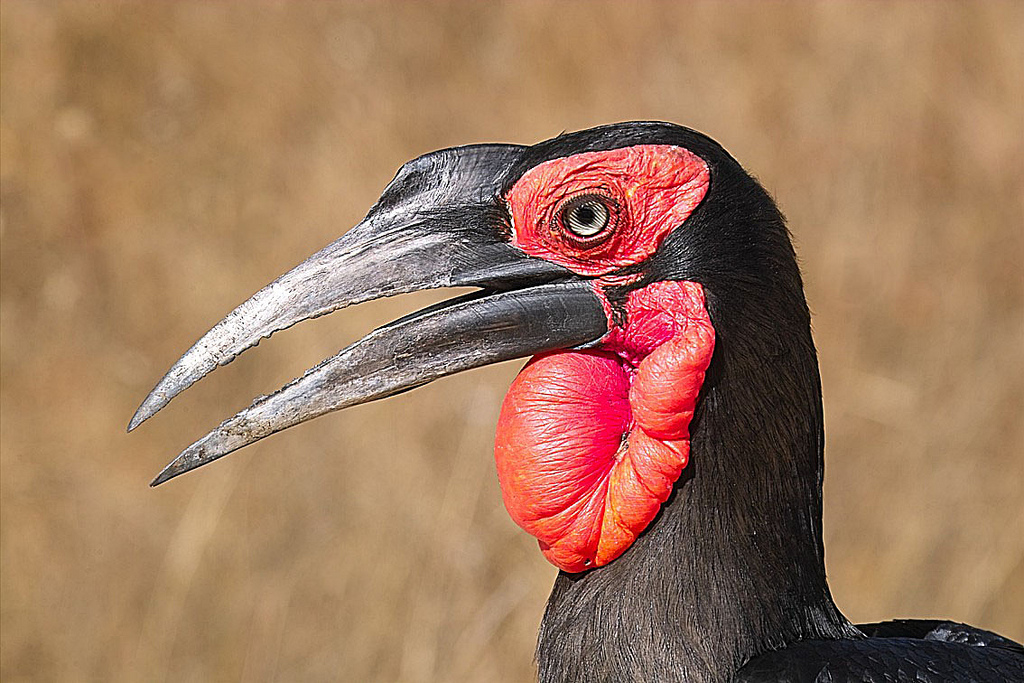 Real Monstrosities: Southern Ground Hornbill