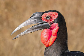 Real Monstrosities: February 2012