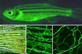 diskripsi ikan bawal bintang: REKAYASA GENETIKA DALAM BIDANG PERIKANAN