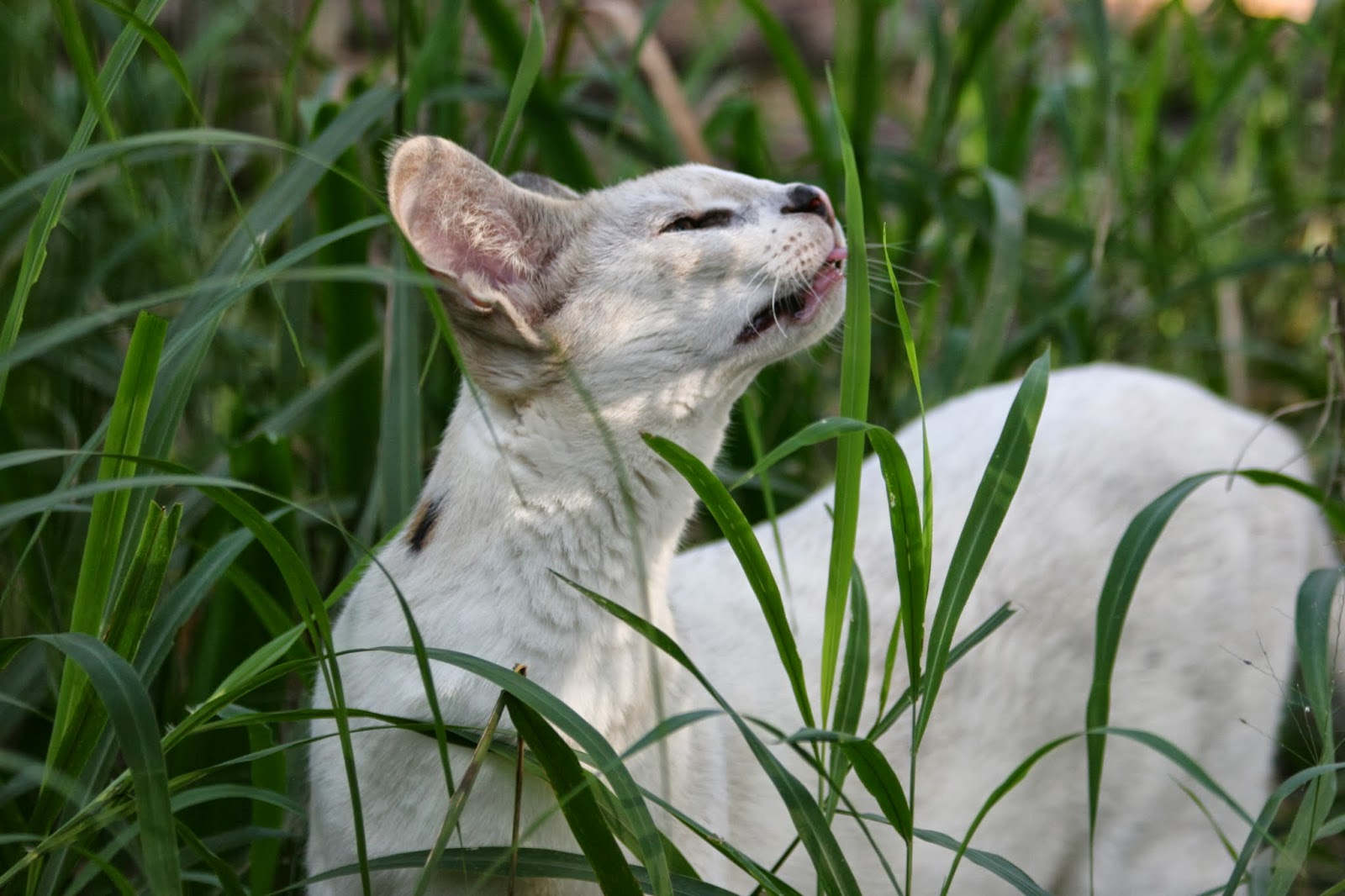 Serval Cat | Enter your blog name here