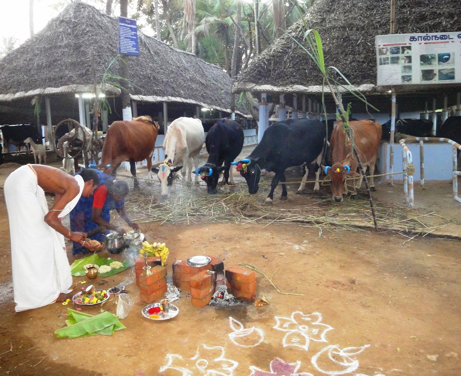 NGO News blog, NewsLine: Mattu Pongal-2015: celebrated in SEVAI Cattle ...