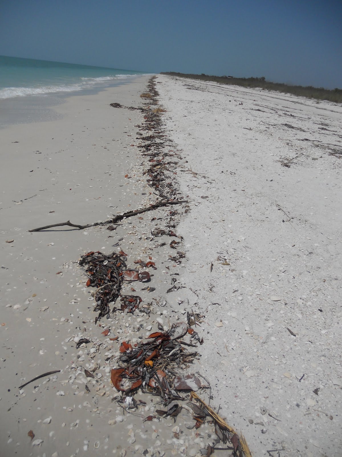 Stay In Touch With Collier County's Sea Grant Extension Program: The ...