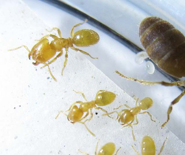 Photos and Info on Ants and Termites of Malaysia: Pseudolasius sp