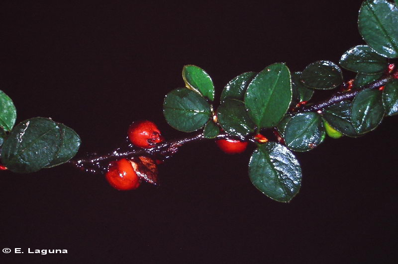 Flora Europaea: 0268 Cotoneaster integerrimus