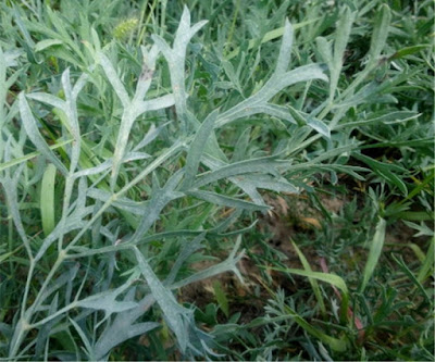 Всё о бегониях и не только...: Сапожниковия растопыренная ...