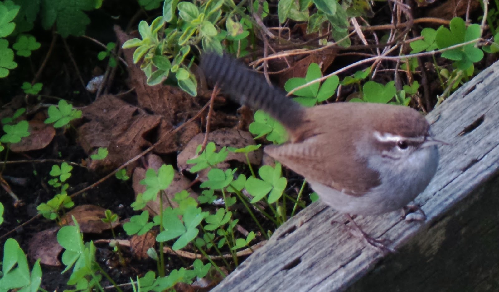 Berkeley Backyard Bird Blog: 2018