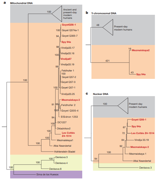 Haplogroups of Humans and Neanderthals and Denisovans: mtDNA and Y ...