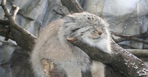 Skyenimals - An Animal Blog For Kids: The Precious Pallas's Cat - by ...