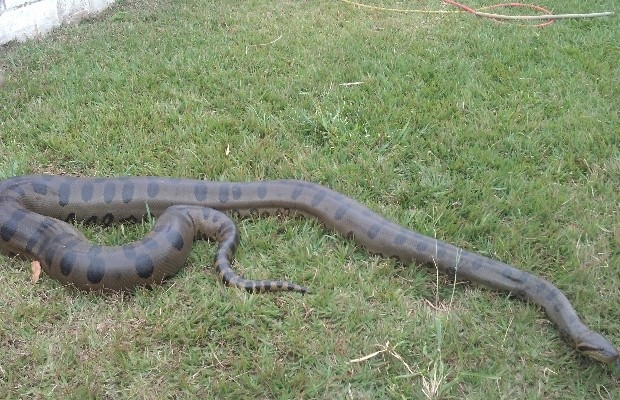 Novos Insólitos - Notícias incríveis que nos fazem refletir: Cobra ...