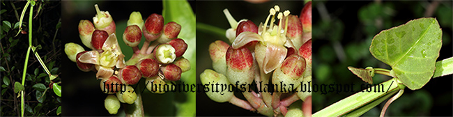 Biodiversity of Sri Lanka: හී‍රැස්ස[Hirassa]/Veldt grape (Cissus ...