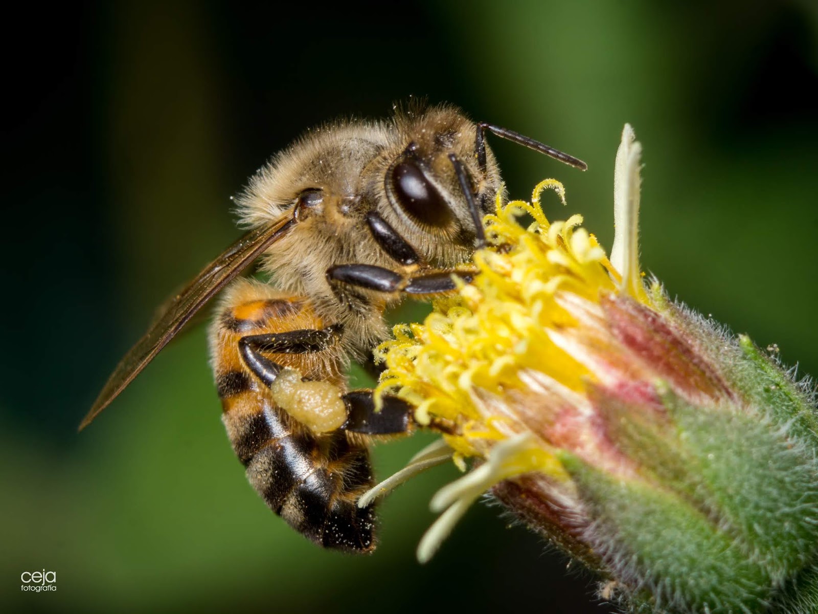CEJA | Fotografía: Abeja Europea - Honey Bee - (Apis mellifera)