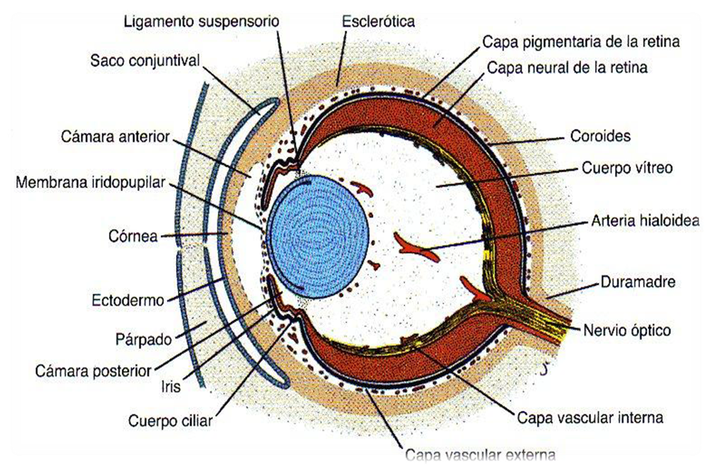 Desarrollo ocular : Embriología Ocular 1.4 Coroides y esclerótica