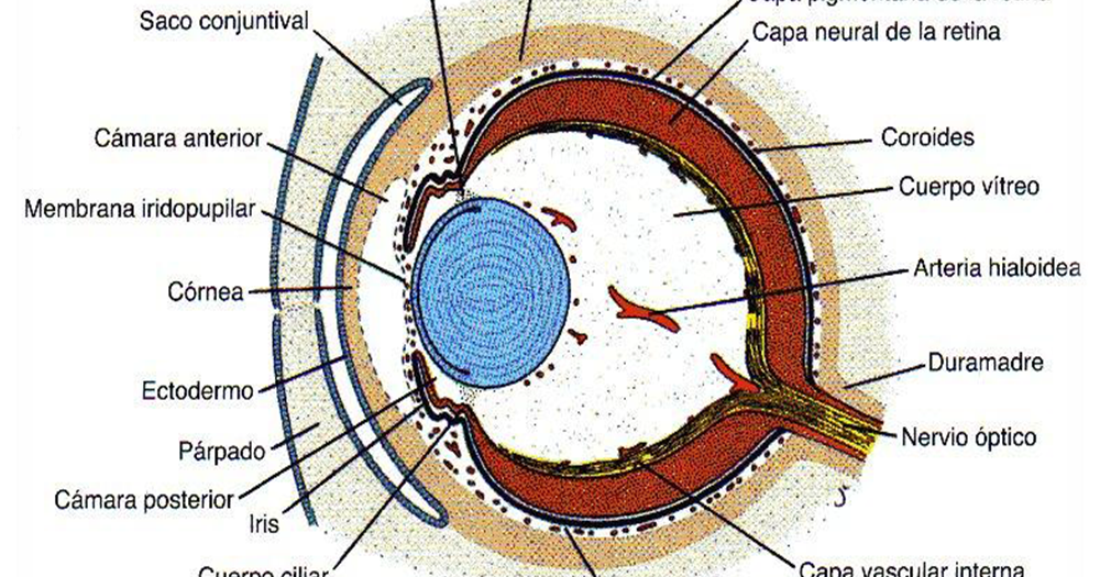 Desarrollo ocular : Embriología Ocular 1.4 Coroides y esclerótica