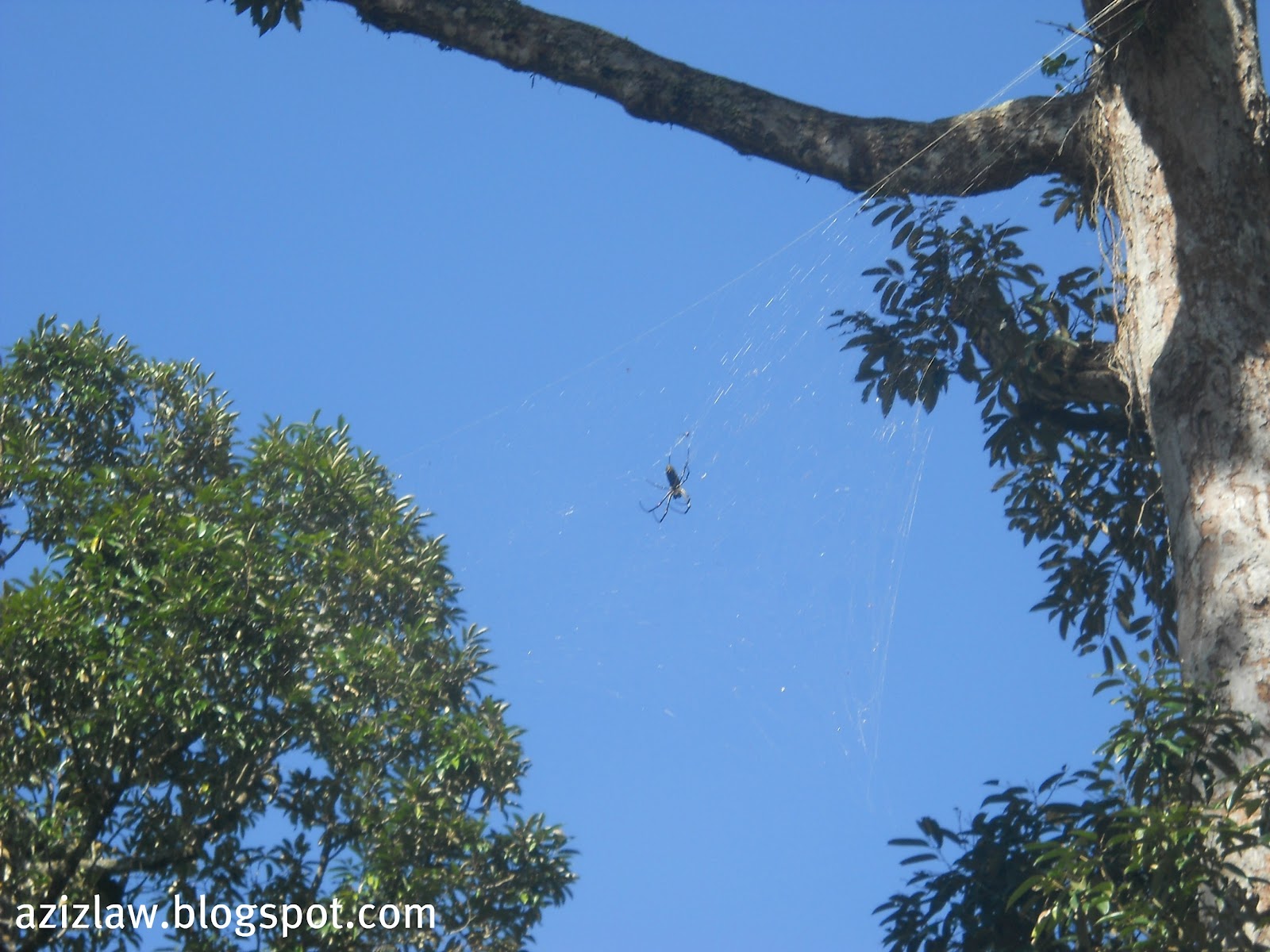 EDU-kasi: Labah-labah