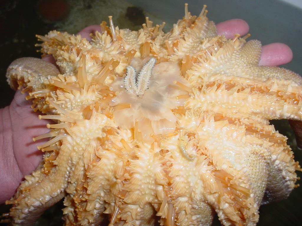 The Echinoblog: What Eats Starfish? (aka What do starfish fear?)-The ...