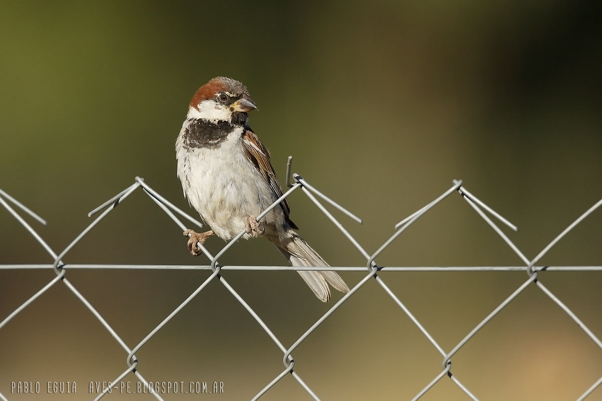 mis fotos de aves: Passer domesticus Gorrión House Sparrow