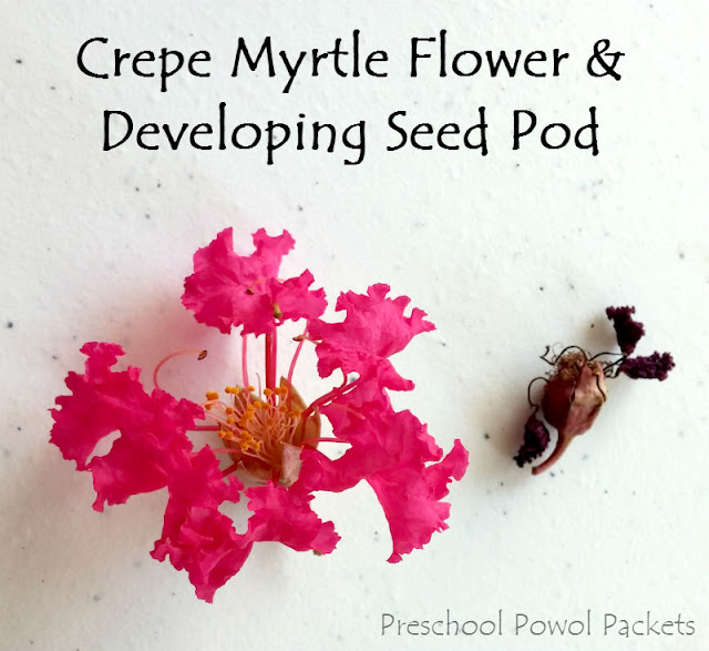 Dissect a Bean Seed Lab! | Preschool Powol Packets