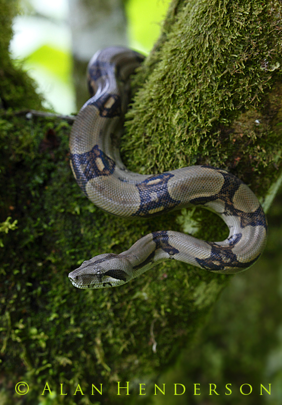 Minibeast Wildlife - Rainforest Encounters: Costa Rica - Week 3 Boa ...