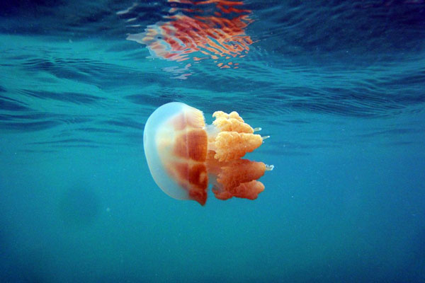 largest lake of jellyfish in the world ~ indonesian tourism