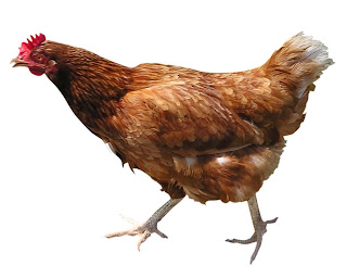 petua segala petua: ayam hidup untuk disembelih