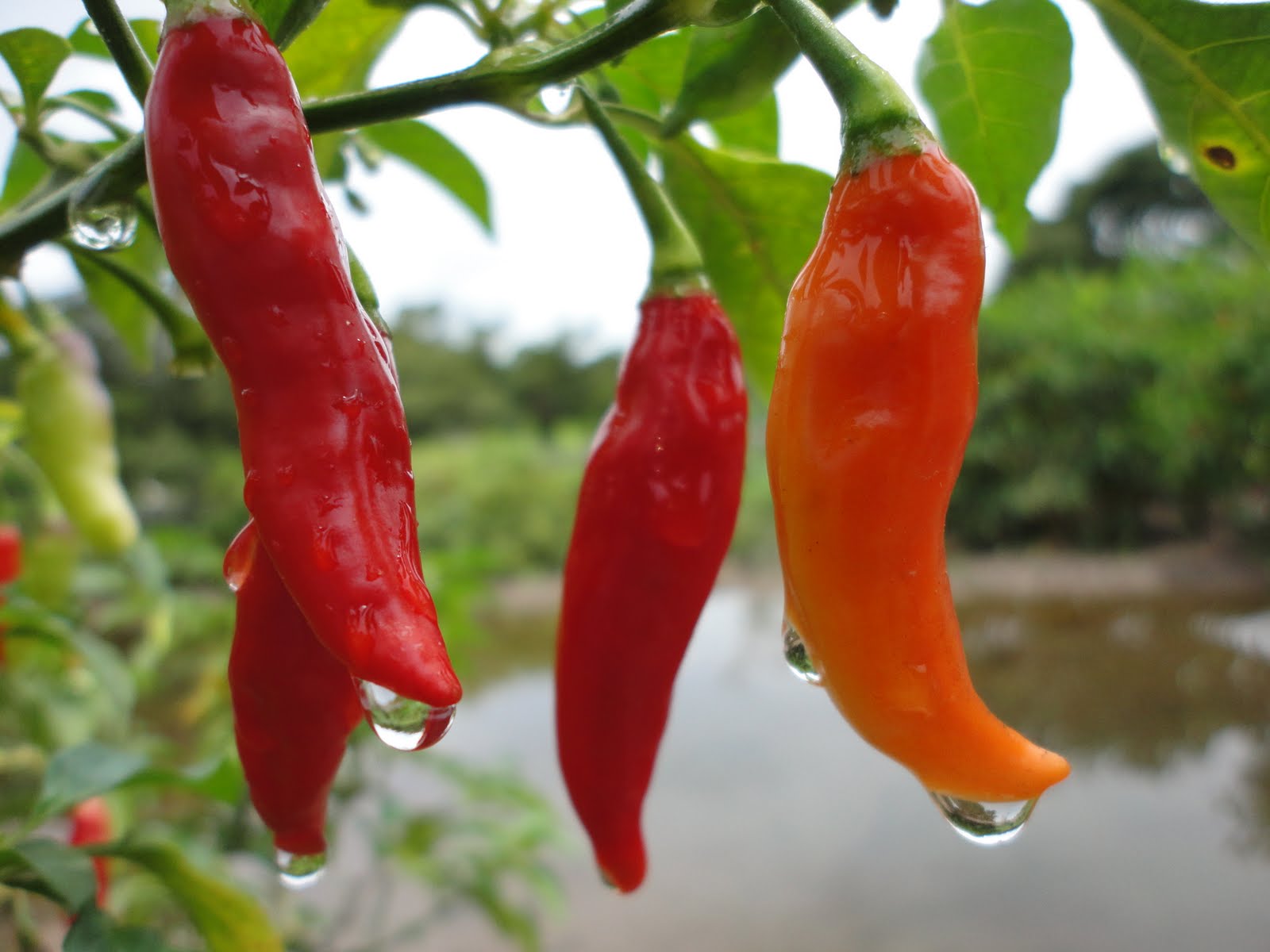 BRAZIL NATURE: PIMENTA - pepper