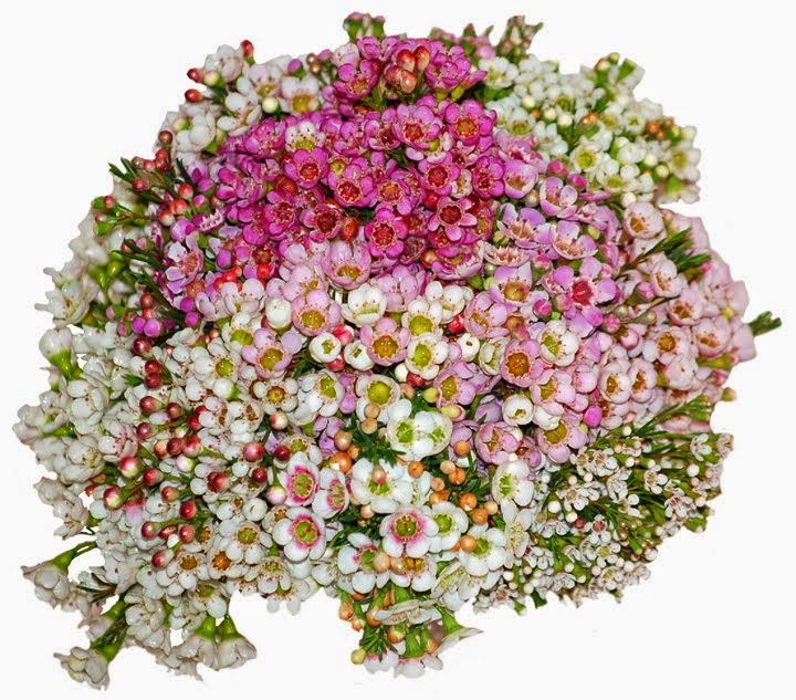 Waxflower Bouquet|http://refreshrose.blogspot.com/