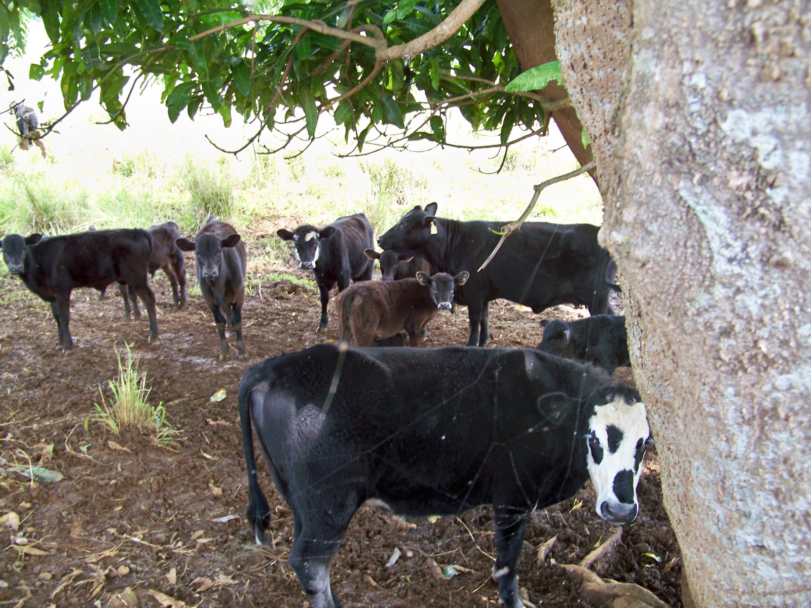 The Paranormal Corner: Animals Ability to Sense Paranormal Activity