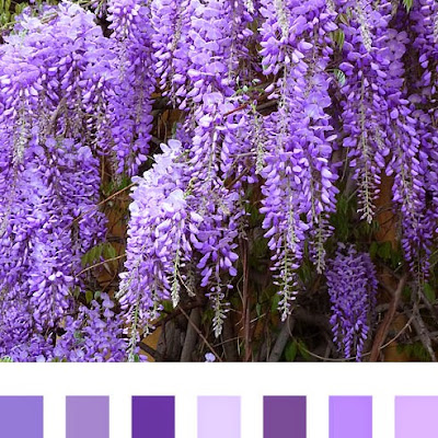 Diane Carnevale: Color Inspiration—wisteria