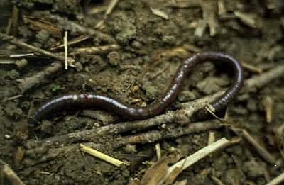 JENIS-JENIS CACING, MANFAAT, BUDIDAYA. bag.5 >>> Pheretima sp.(Cacing ...