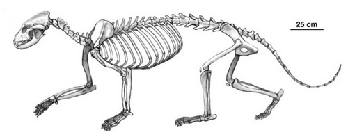 The Diary of a some day Theatre Designer: Red Panda Photograph and Facts